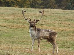 ANIMALE: CERBUL LOPATAR