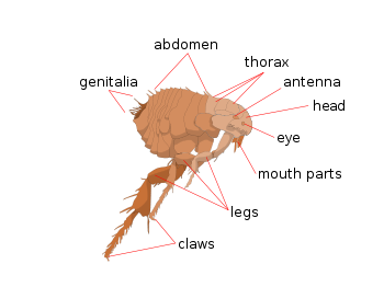 Fleas | Facts About All