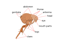 Fleas | Facts About All