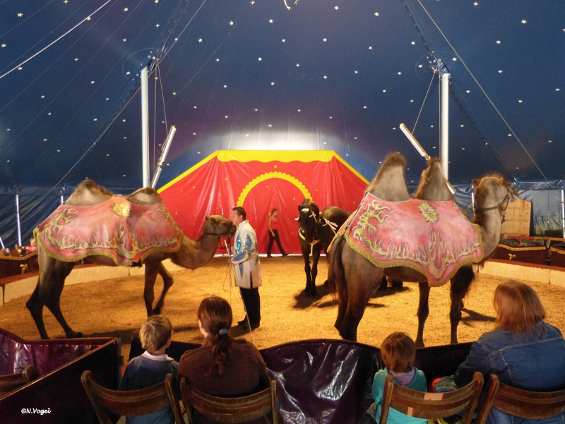 Norberts Internationale Circuswelt: Doppelcircus Mulan - Americano ...