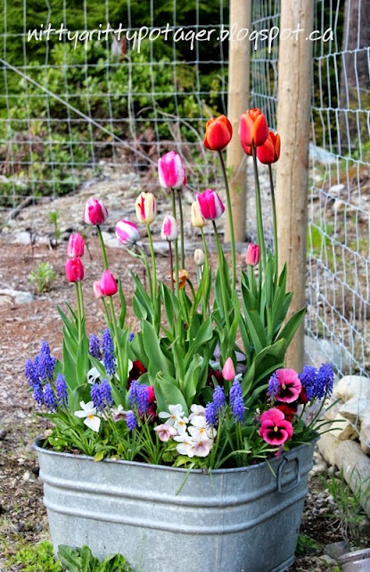 Planting Spring flowering Bulbs in Containers