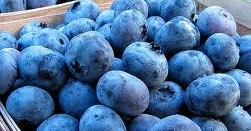 Le blogue des "Bleuets du Lac Saint-Jean": Comment conserver ses bleuets?