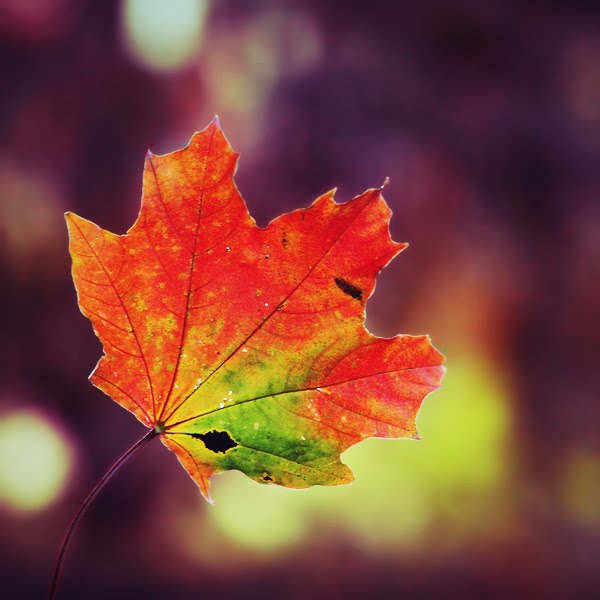 Imagini cu frunze de toamna