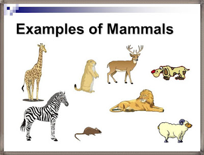 Mammals Animals Sounds List
