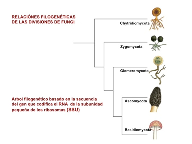 Micología: Árbol Filogenético de los Hongos