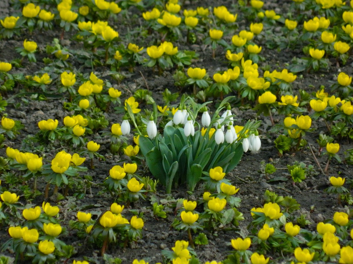 LA MULTI ANI, ROMANIA!: Ghiocei si aconite