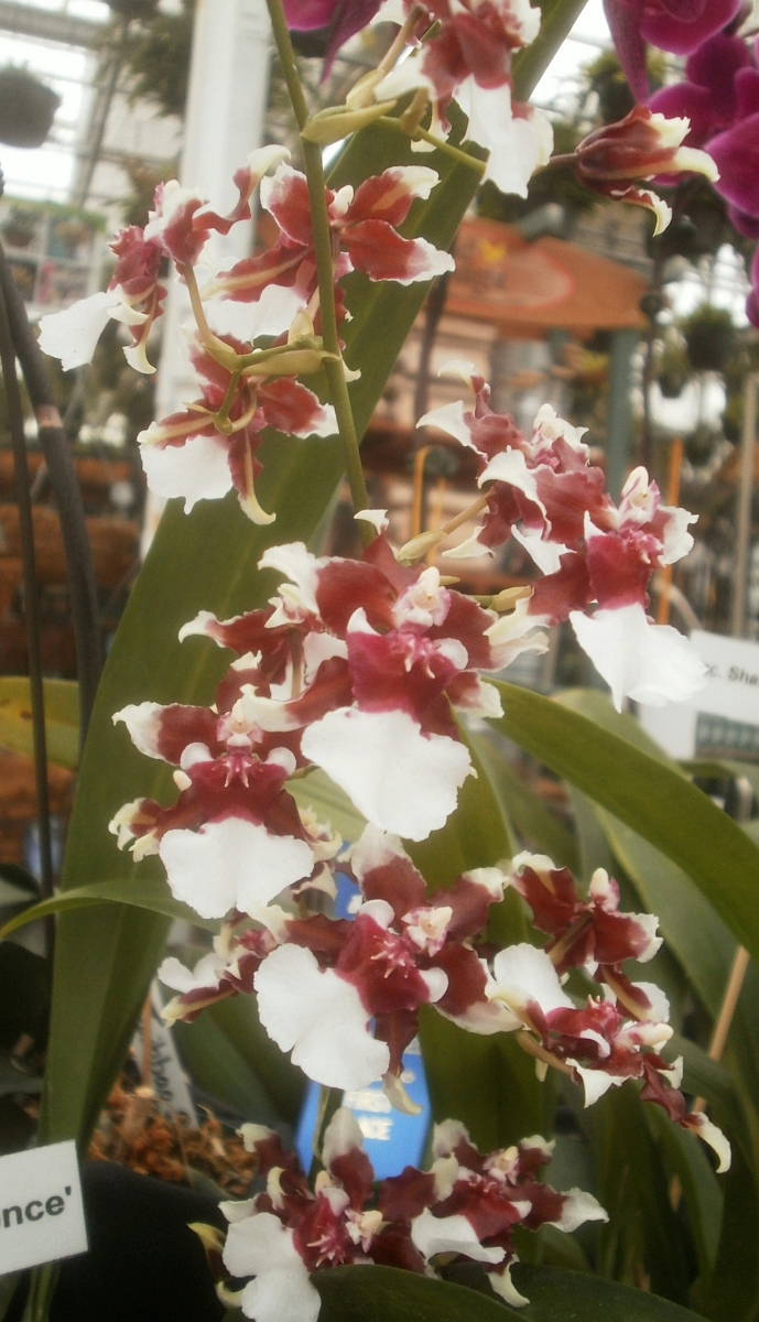 Plants are the Strangest People: Pretty picture: Oncidium Heaven Scent ...