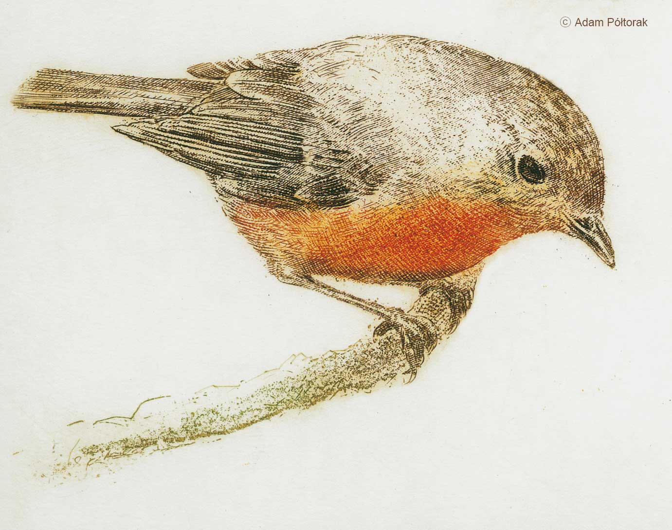 Atelier Adam Poltorak: Robin / Rudzik