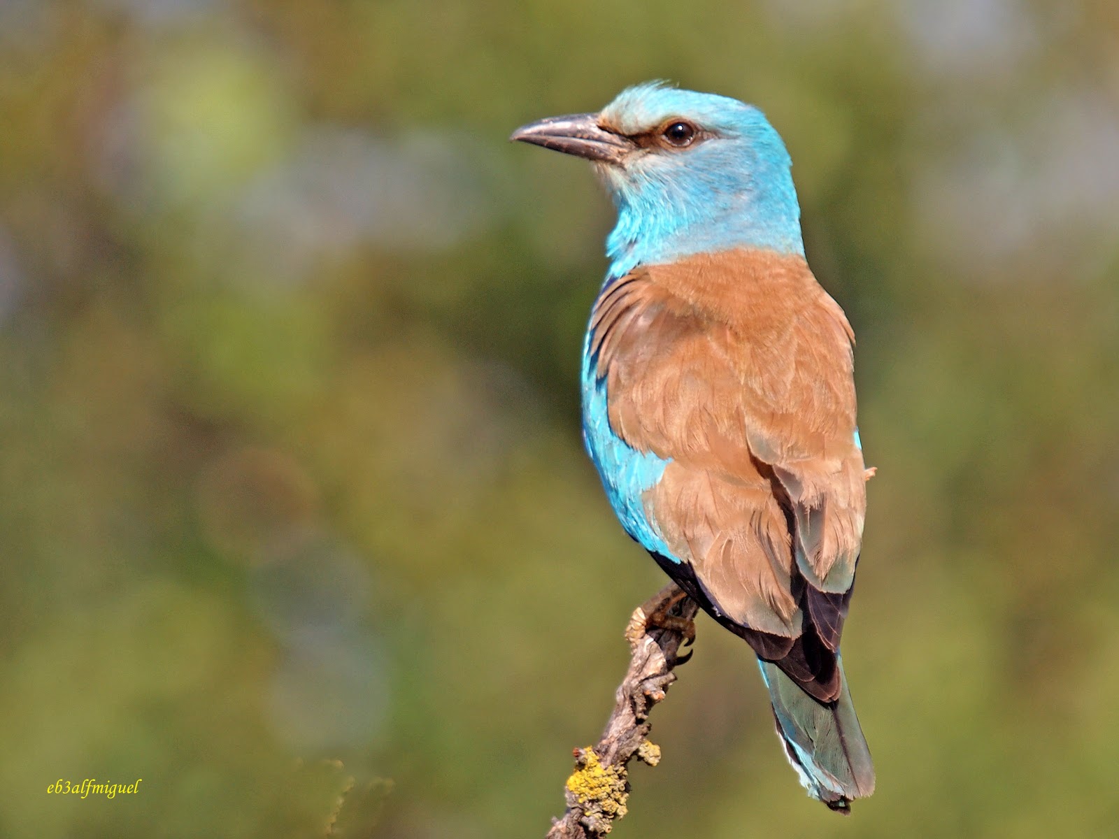MIS AMIGAS LAS AVES: Carraca europea (Coracias garrulus)