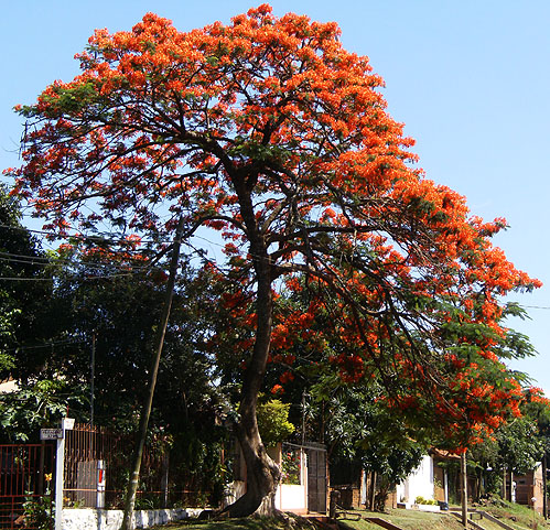 Paisajes y jardines: El árbol del mes