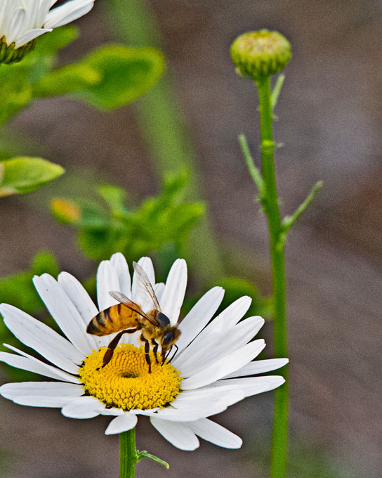 East Gwillimbury CameraGirl: Bee on Daisy/Sunday Best