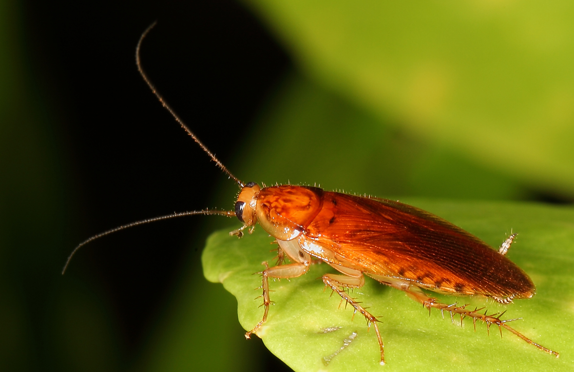 BunyipCo: New Year's Eve 2015- A Cockroach Bonanza!