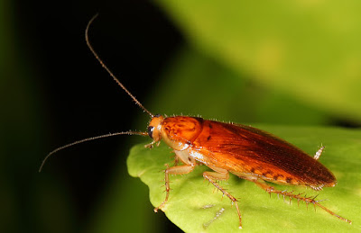 BunyipCo: New Year's Eve 2015- A Cockroach Bonanza!