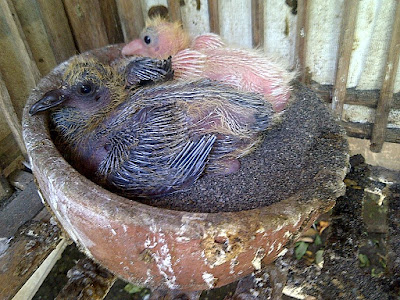 keistimewaan media pasir untuk sarang merpati | Pawiro Bird Farm | Dove ...