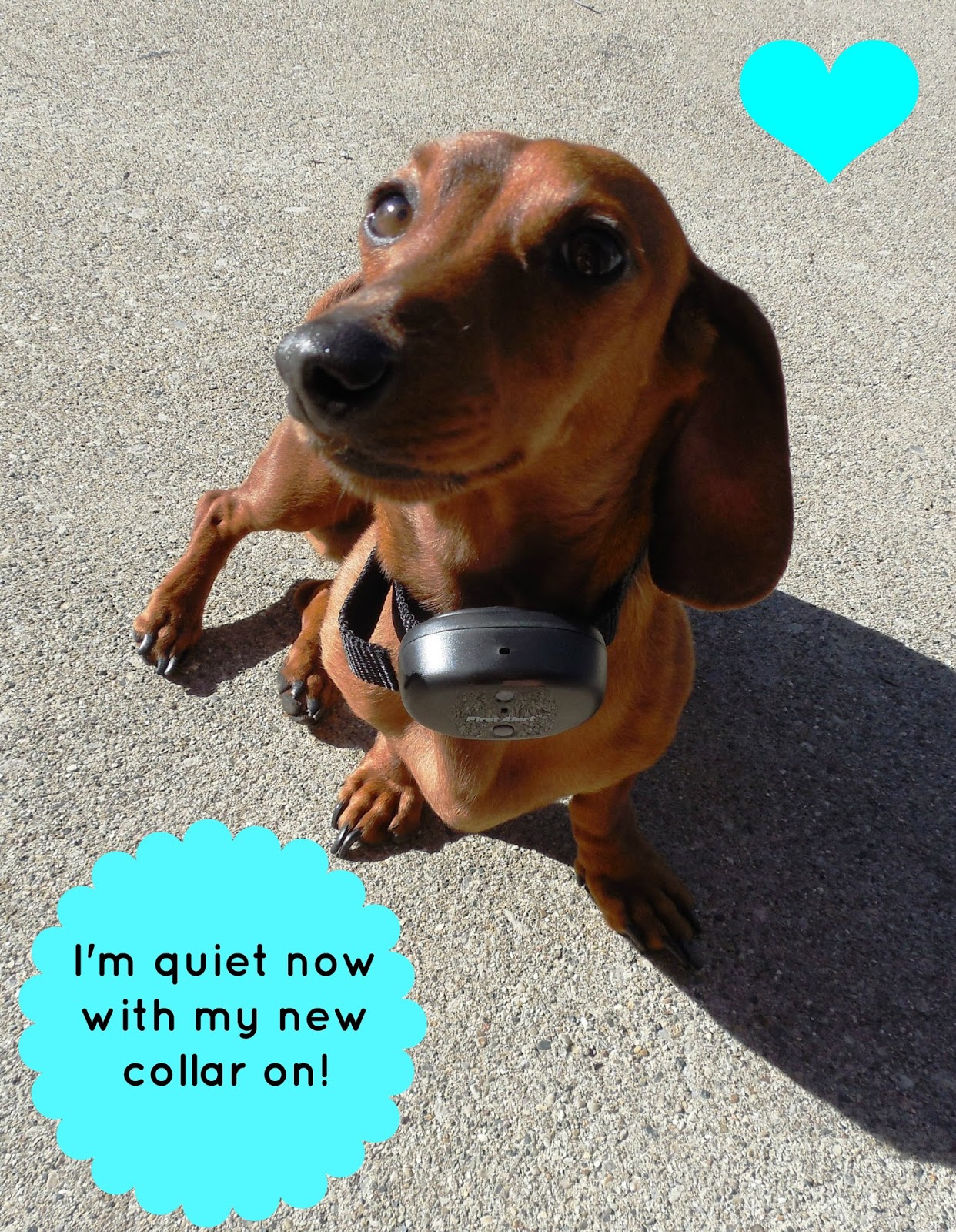 First Alert Bark Collar Review | The Nutritionist Reviews