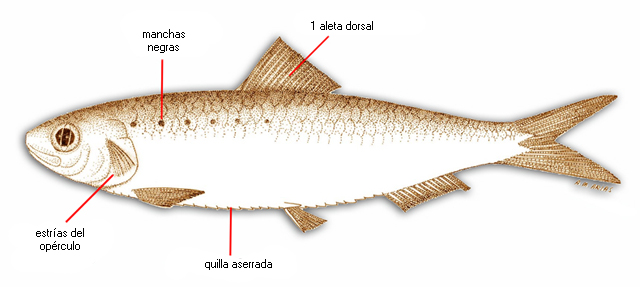 Especies marinas de interes bromatologico: Sardina pilchardus - Sardina ...