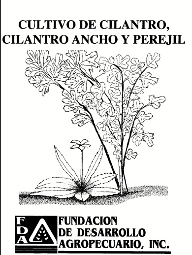 AgroNegocios: El Culantro Coyote,Cilantro Ancho (Eryngium Foetidum ...