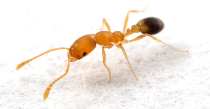 Offensive saúde ambiental(dedetização): Biologia das formigas