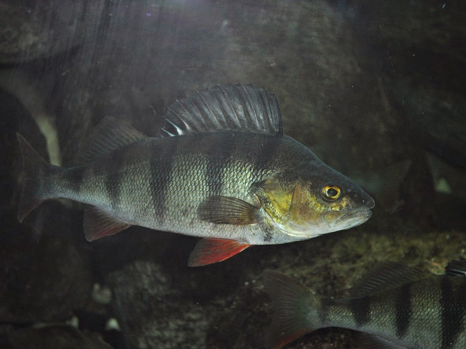 ZOOTOGRAFIANDO (6.057 ANIMALS): PERCA DE RÍO / EUROPEAN PERCH (Perca ...
