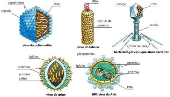 BIOEDUCA: Vírus esquemas