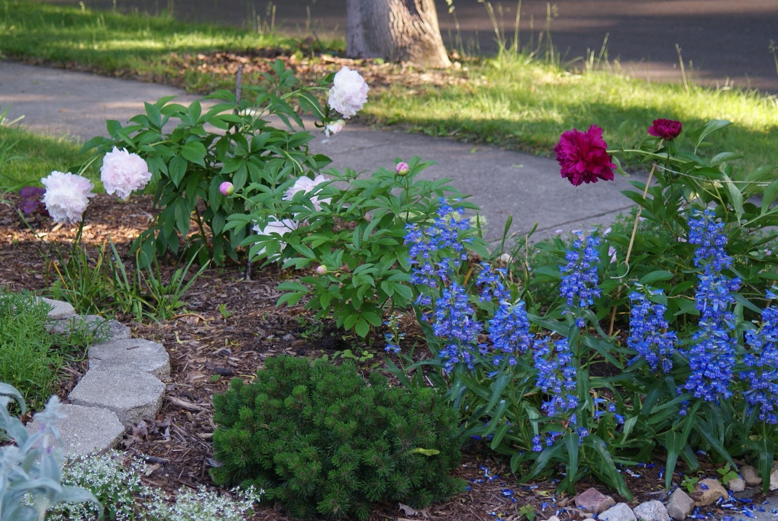 Visit My Garden: Herbaceous Peonies
