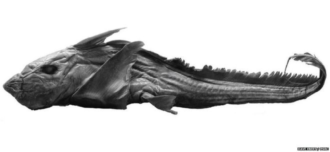 The man who keeps finding new species of shark