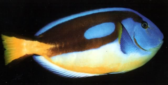 Peces y plantas ornamentales: Paracanthurus Hepatus - Dory