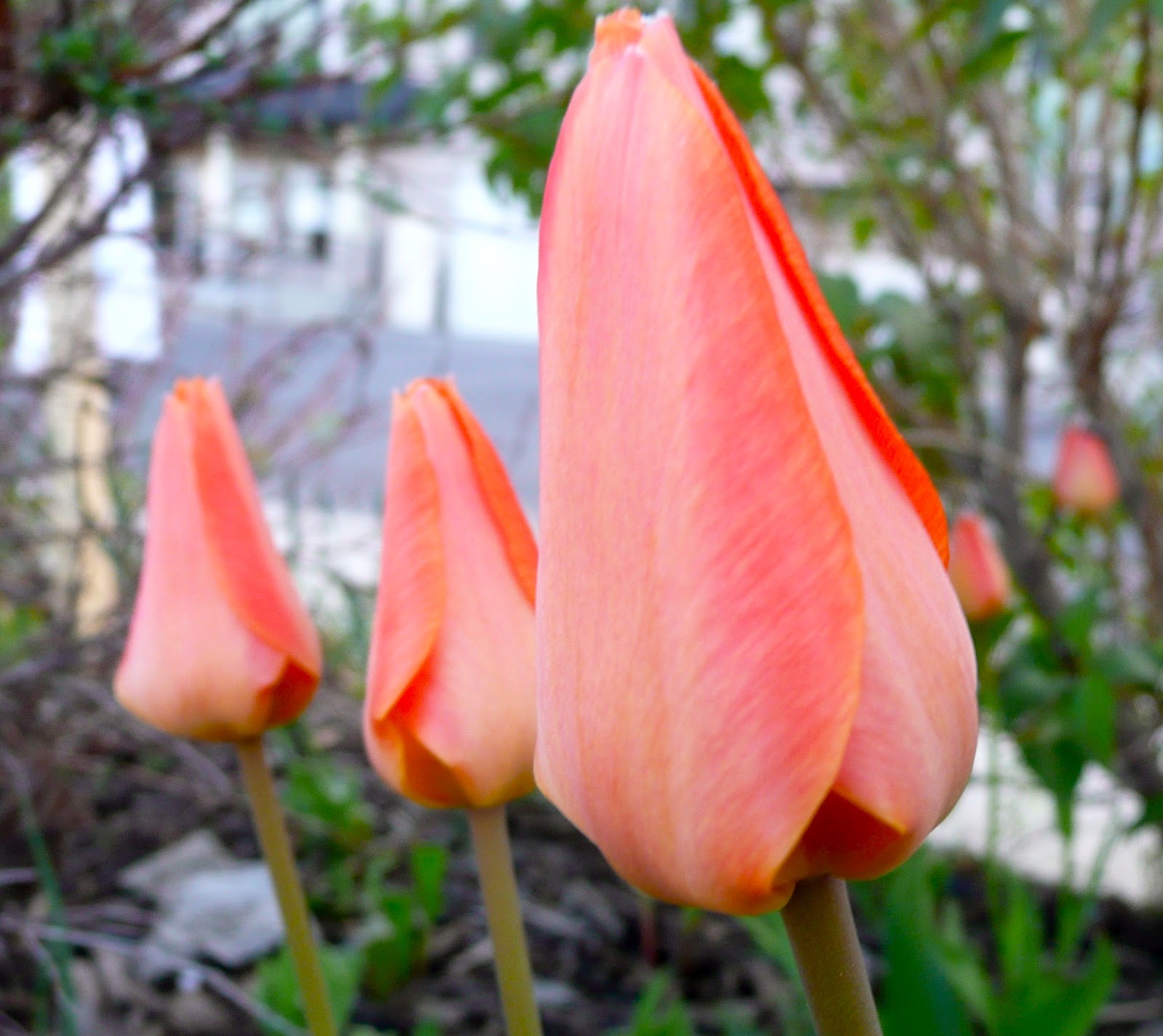 The Beautiful Project: Macrophotography of Spring Flowers, Calgary