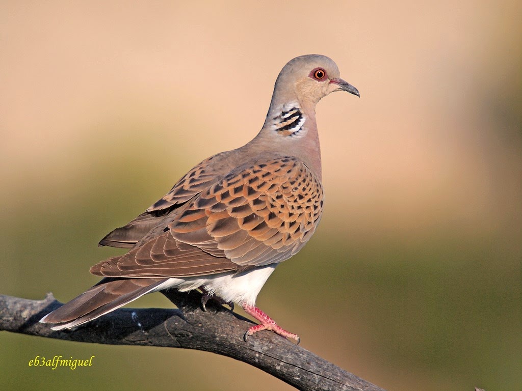 Miguel fotografia: Tórtola europea o común (Streptopelia turtur)