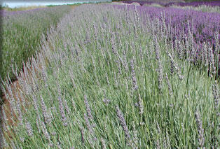 Popular Plants Blog: Lavender Plant 2013 Guides