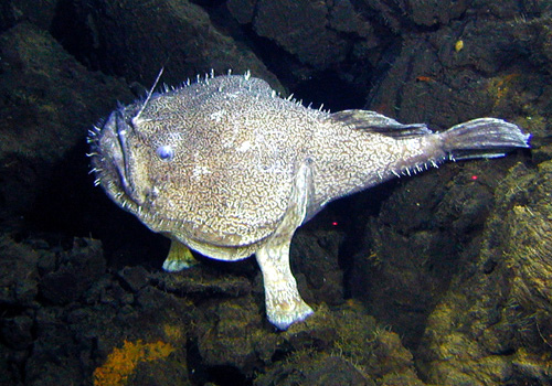 Angler | The Life of Animals