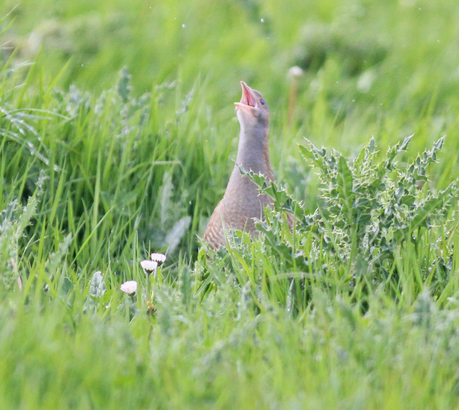 Simon and Karen Spavin: Corncrakes, Iona