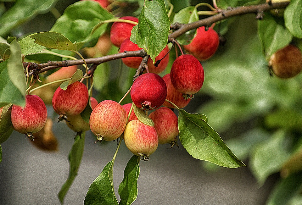 Maçã (Pirus malus)