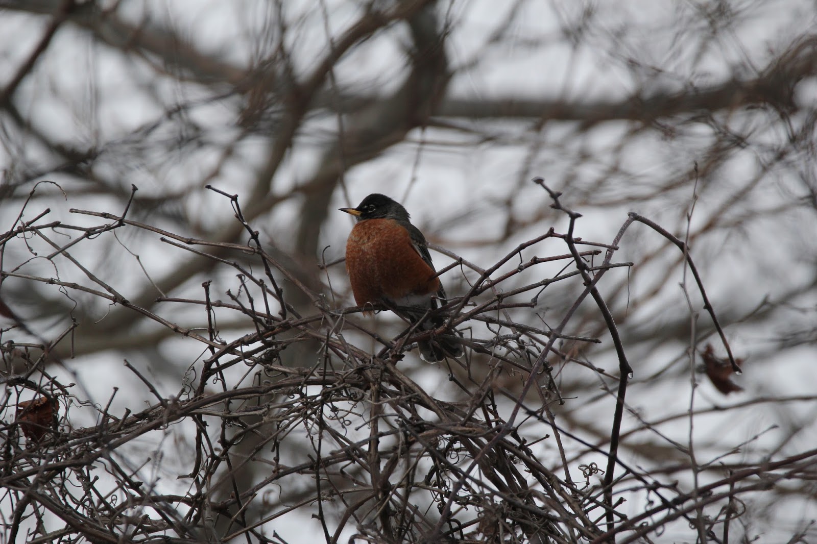 Birds, Bugs, and Botany: 2016