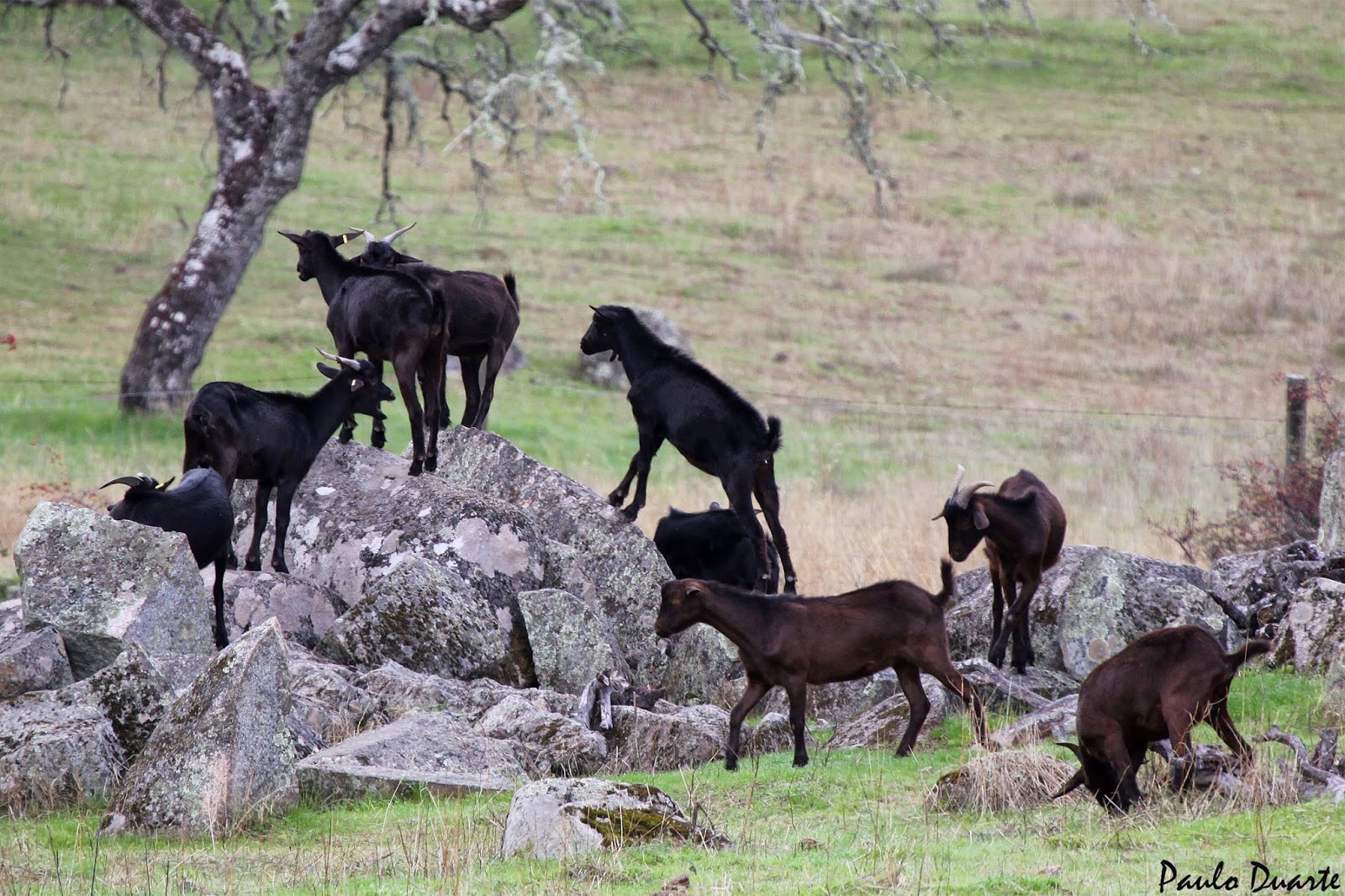 Vislumbres...: Cabras e mais cabrinhas!