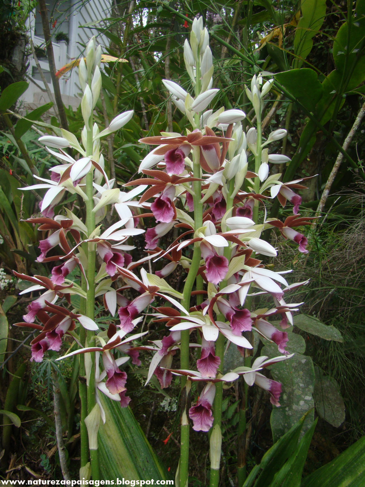 Natureza e Paisagens: ORQUÍDEAS DO MEU JARDIM