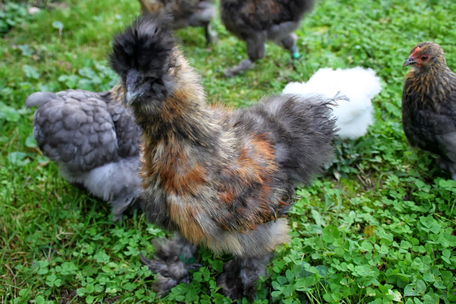 Les poules des Boubous: Poules d'ornements et pondeuses au soleil d'octobre
