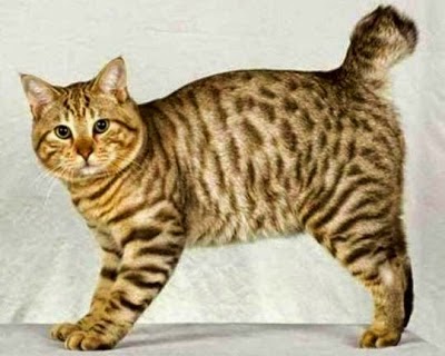 10 Jenis Baka Kucing Yang Paling Cantik Di Dunia !!!! ~ newbiesblog85