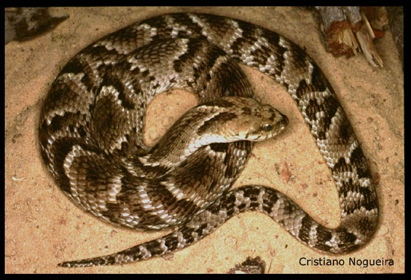 BIOLOGIA E HERPETOLOGIA Amor à vida e aos Répteis!: BOIPEVA - A ...