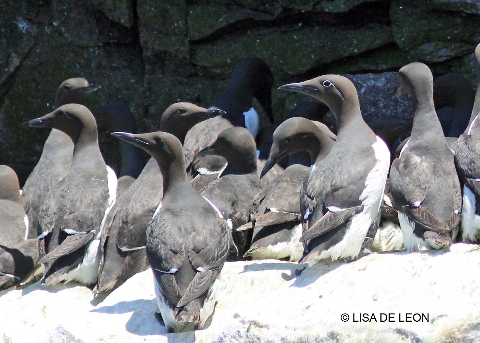 Birding with Lisa de Leon: Newfoundland Turr