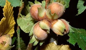 alunul planta medicinala-hazelnut herb | Farmacia Naturală