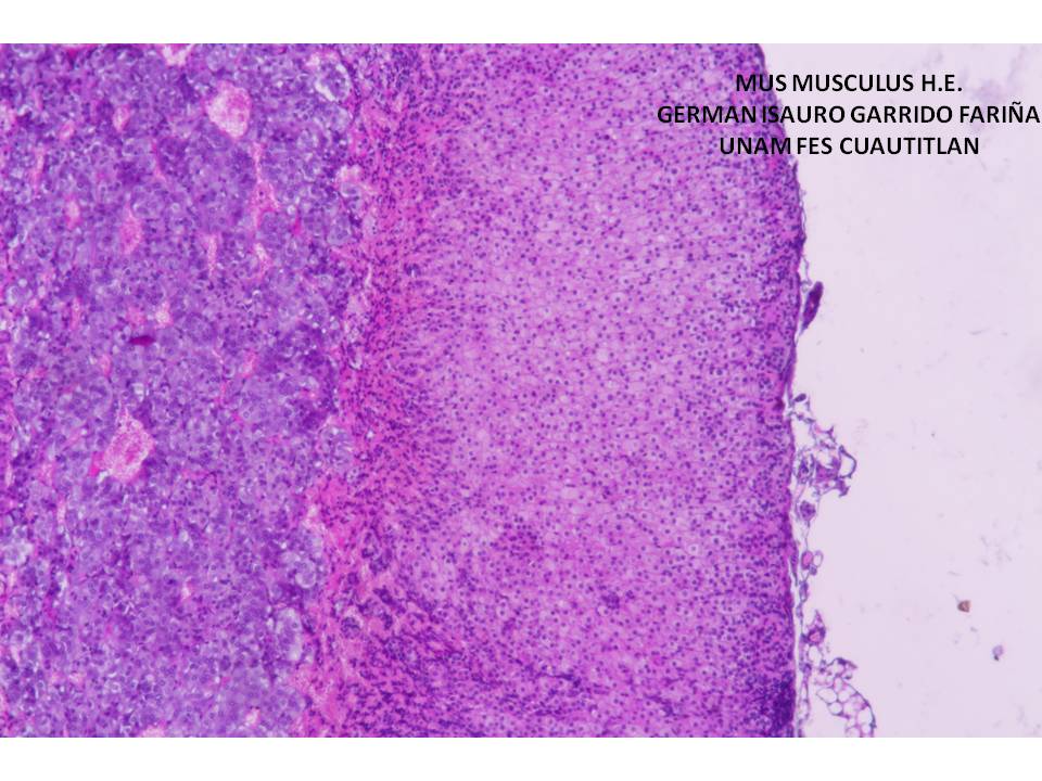 Morfologia e histologia de raton (Mus musculus): MORFOLOGIA E ...