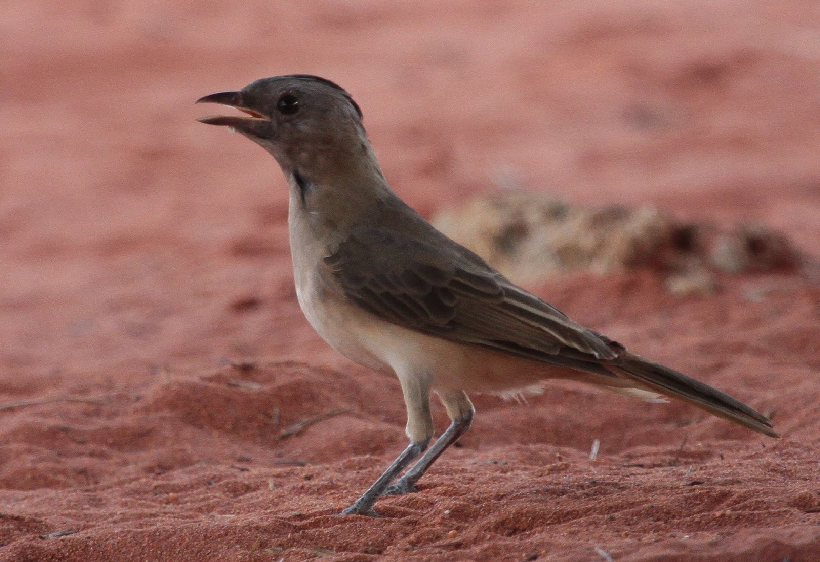 Richard Waring's Birds of Australia: 2012 Bird Photos - 286 species