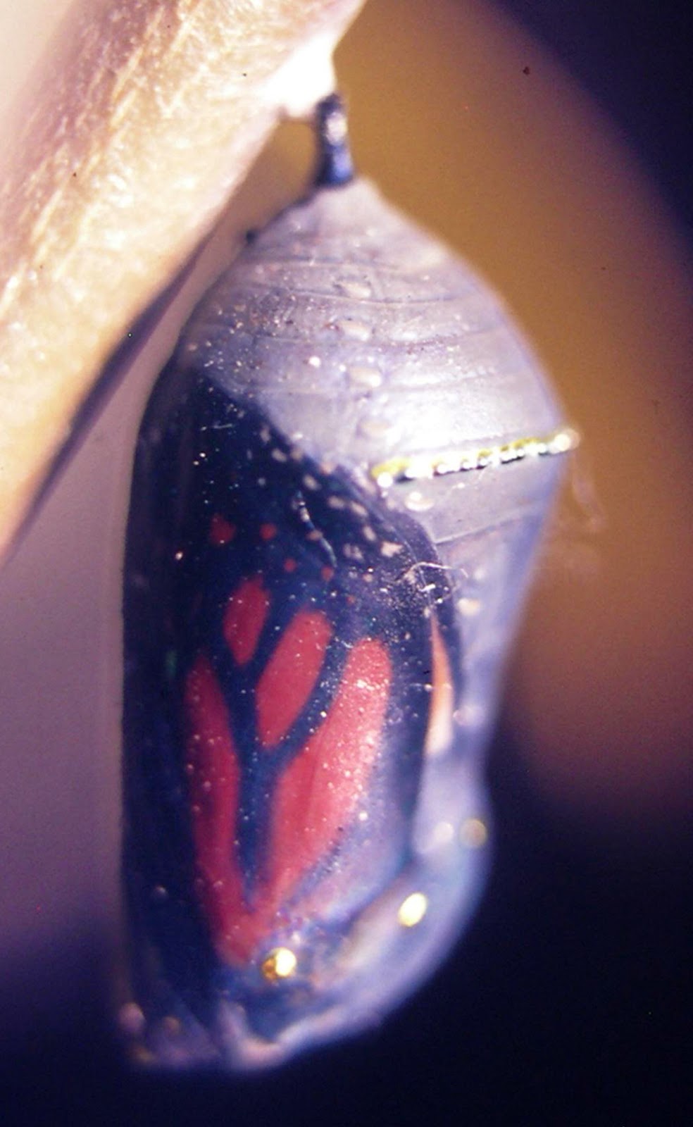 MARIPOSAS (BUTTERFLIES): LA CRISÁLIDA