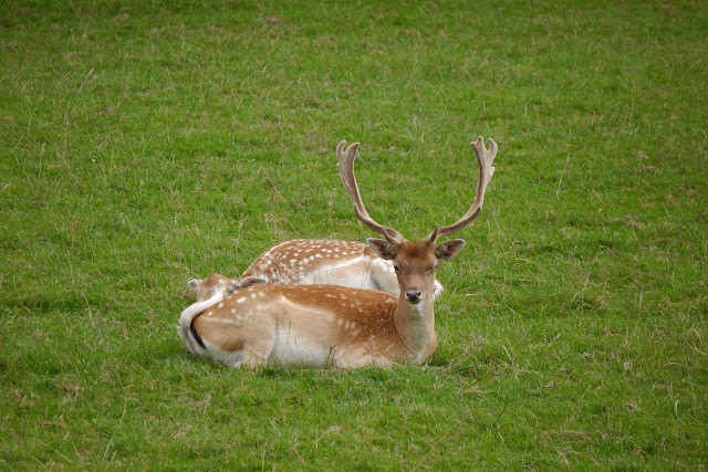 Mummy From The Heart: Family Visit to the British Wildlife Centre, Surrey