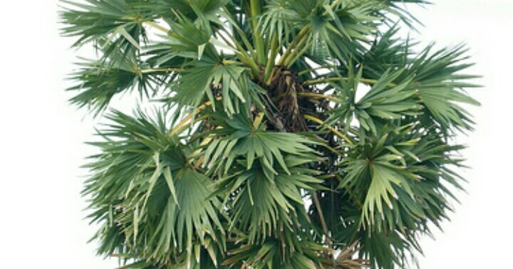 NATURE AND FARMING: PALM TREE USES