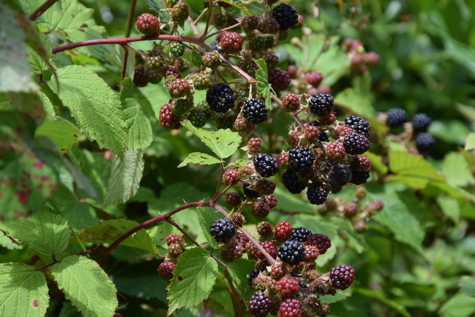 socalgalopenwallet: Foraging for brambles in England