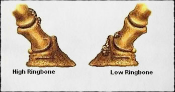 Everything Equine : FARRIER