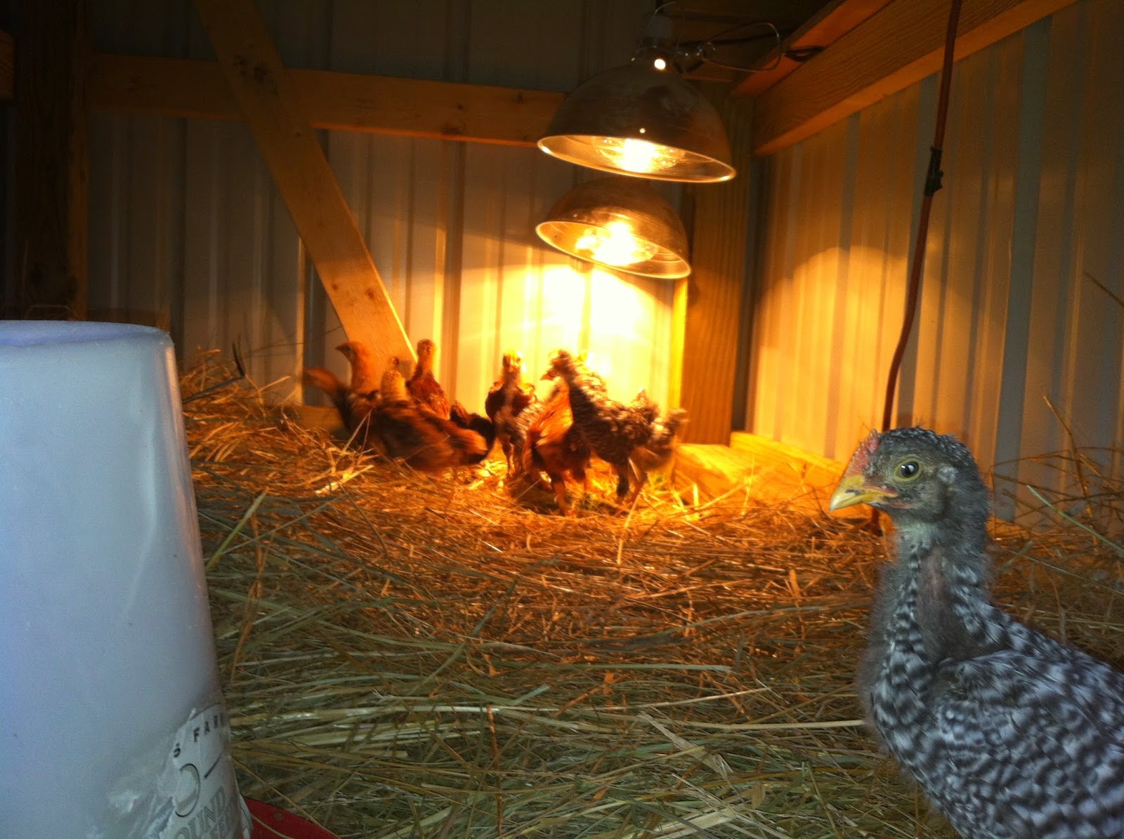 Raising Meat King Chicks ~ chicken coop materials