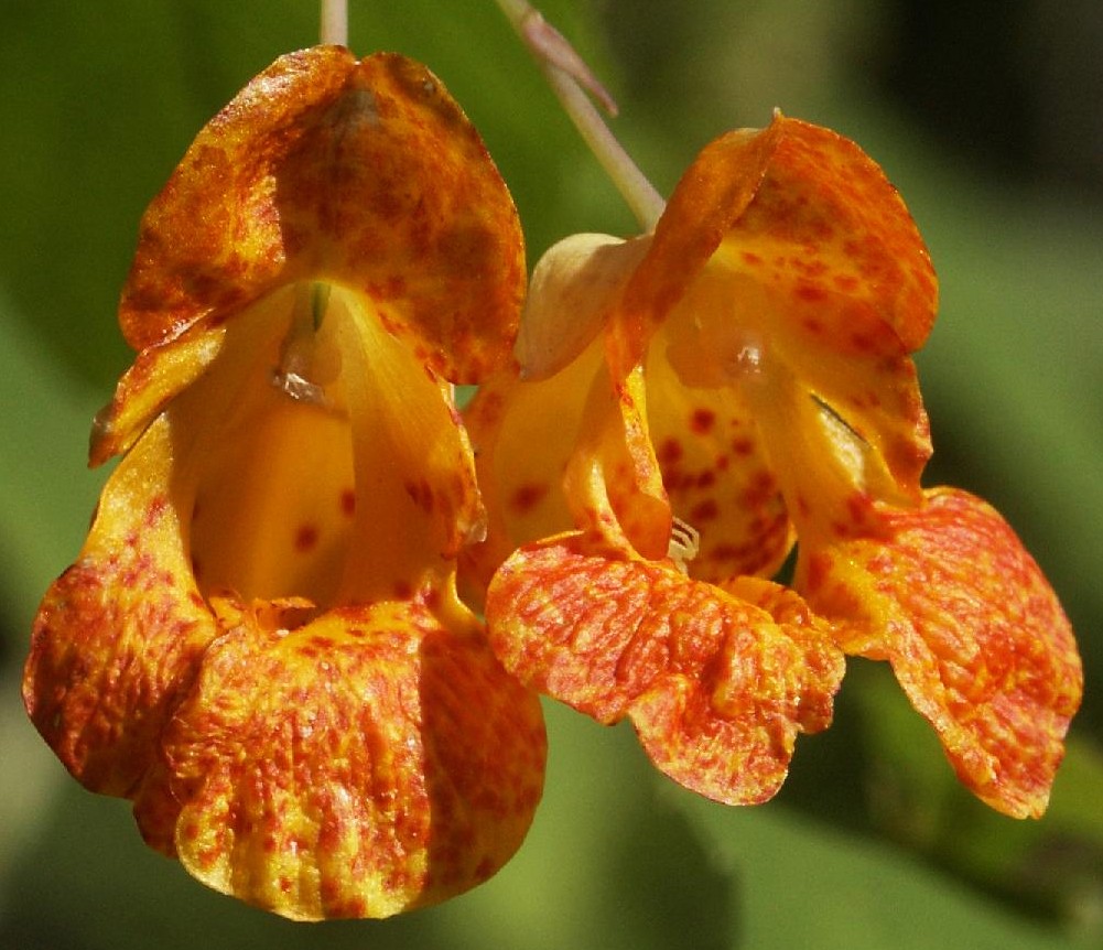 Growing Hermione's Garden: Impatiens capensis - Spotted Jewelweed